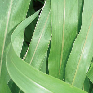 HayKing II Hi-Gest® BMR Hybrid Sudangrass - e - is for everything forage