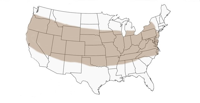 Vaquero Alfalfa - e - is for everything forage